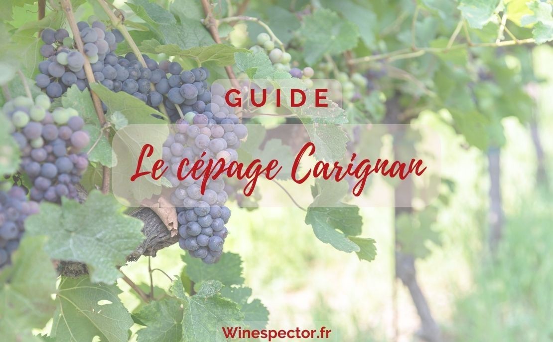 C'est quoi un cépage ? Guide des variétés de vins français
